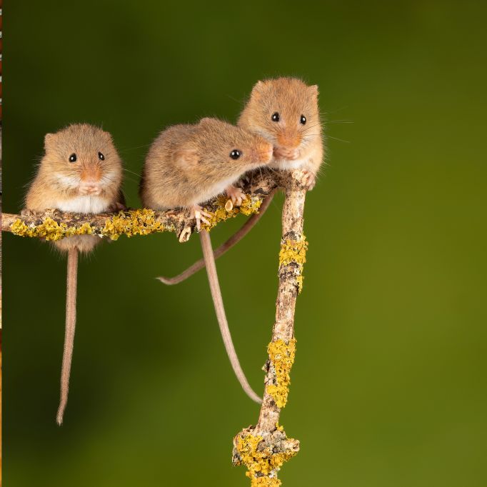 What to Know About The New Boosters – alicespringstomind